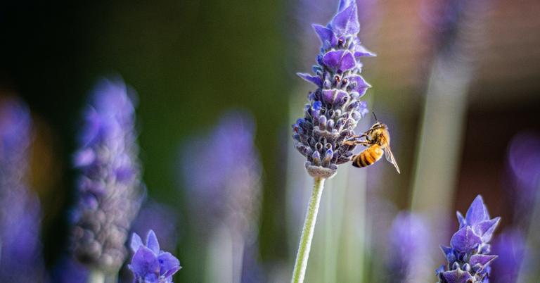 Why Do Bees Have Sticky Hair? It's Not Just a Riddle