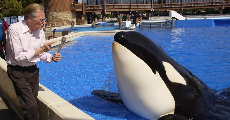 Seaworld Shuts Down Its Remaining “Shamu” Attraction