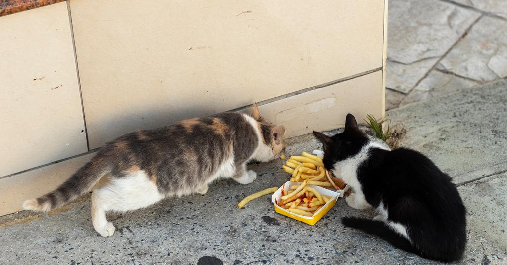Can Your Cat Have French Fries? Vets Say No — Here's Why