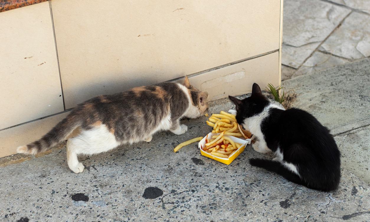 Can Your Cat Have French Fries? Vets Say No — Here's Why