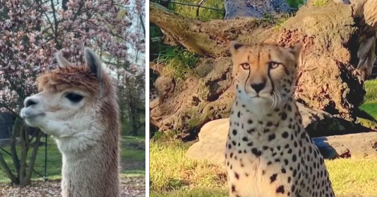 5 Animals That Make Surprising Sounds