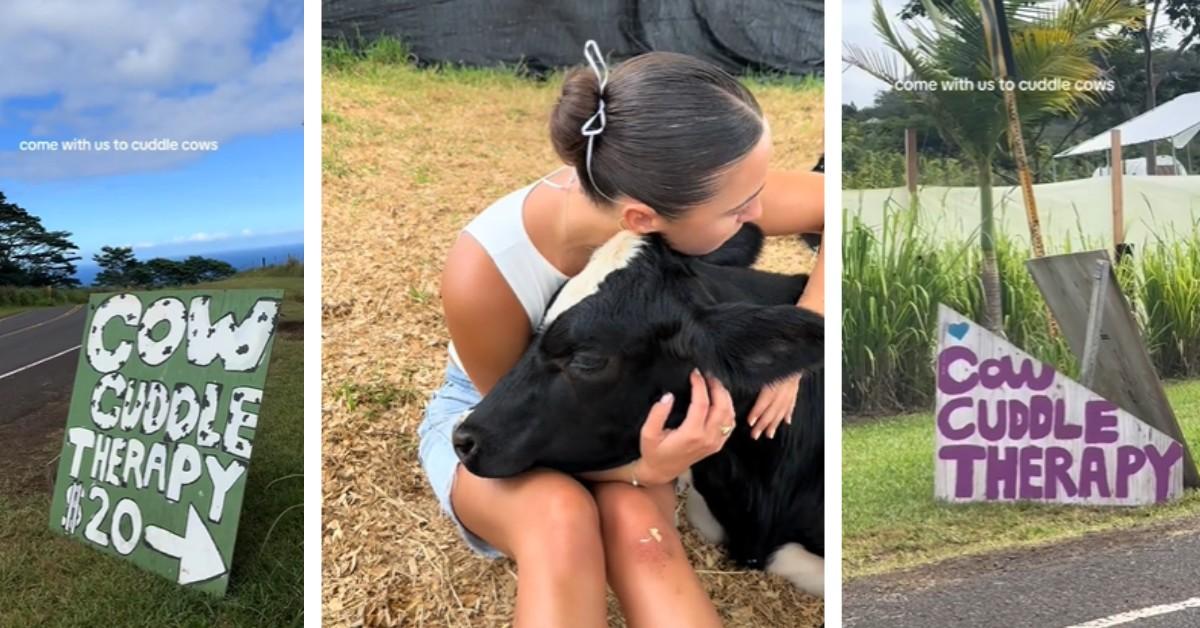 Cow Cuddling Therapy Makes Cows and Humans Feel Better