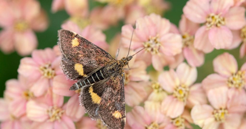 Do Moths Have Spiritual Meanings? You Might Be Surprised