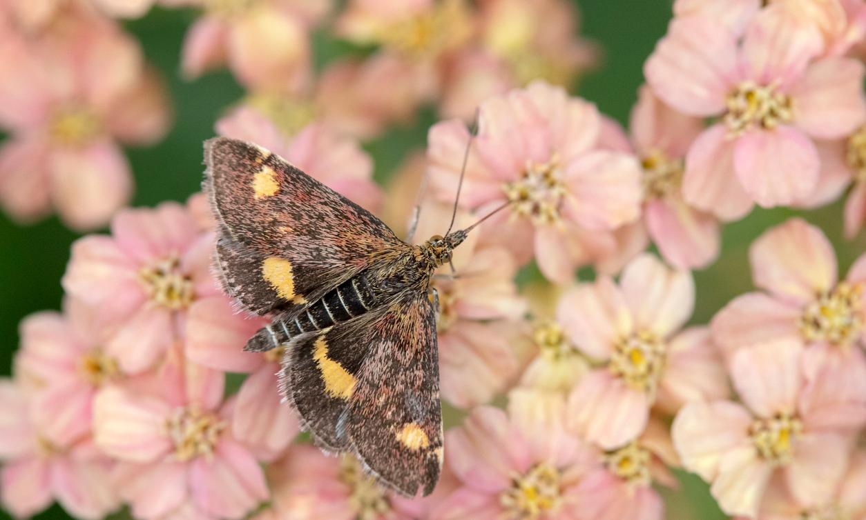 Do Moths Have Spiritual Meanings? You Might Be Surprised