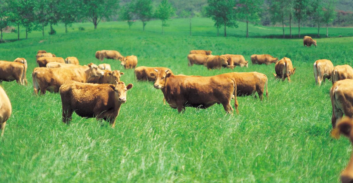 Why Did 3,000 Cows Die in Kansas? Here’s What We Know