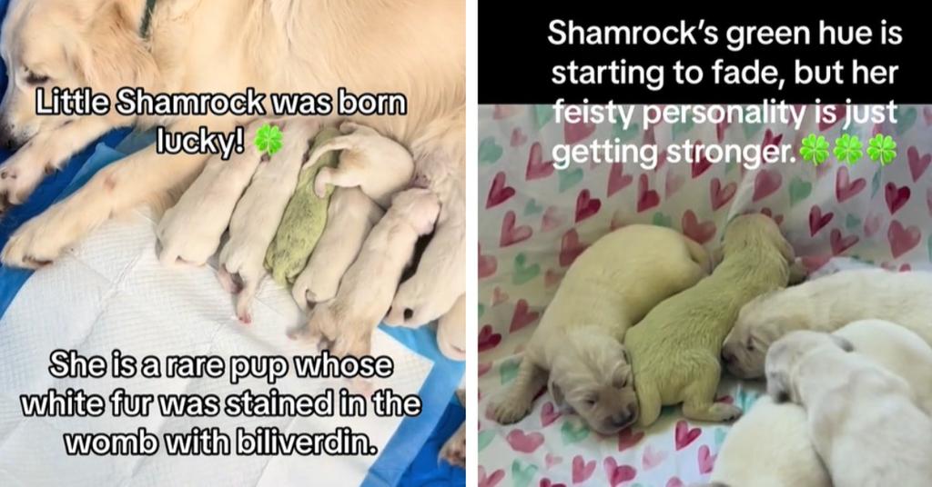 Green Golden Retriever Born in Florida