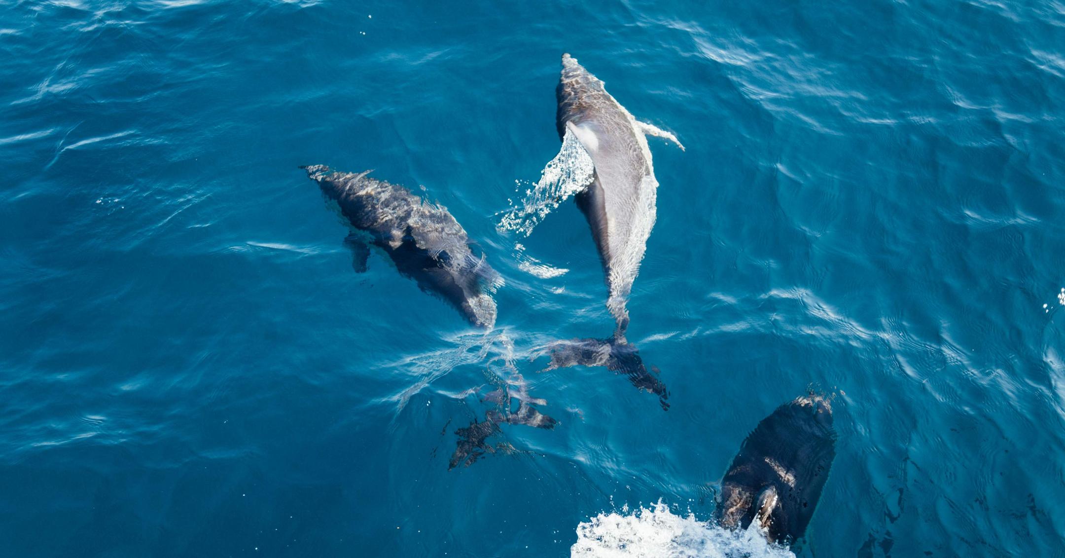 The Spiritual Significance of Seeing a Dolphin