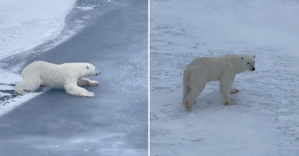 Polar Bear Spread Out to Cross Thin Ice in Viral Video