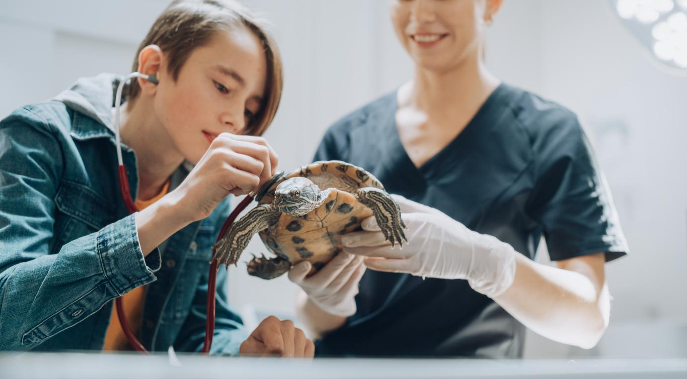 Turtle Rescue Near Me: The Best Turtle Rescues Nationwide