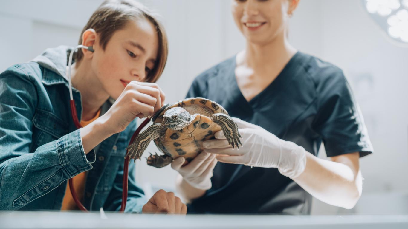 Turtle Rescue Near Me: The Best Turtle Rescues Nationwide