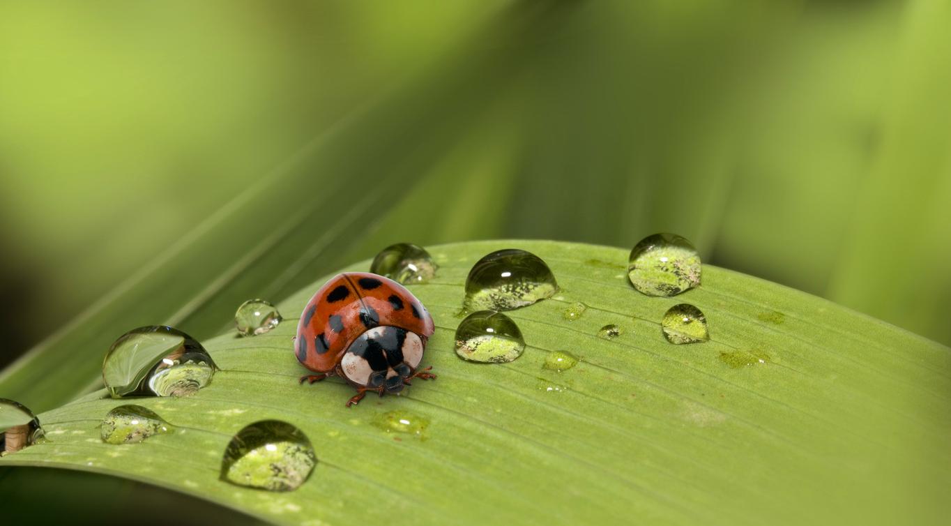 What Do Ladybugs Eat? Learn About These Curious Creatures