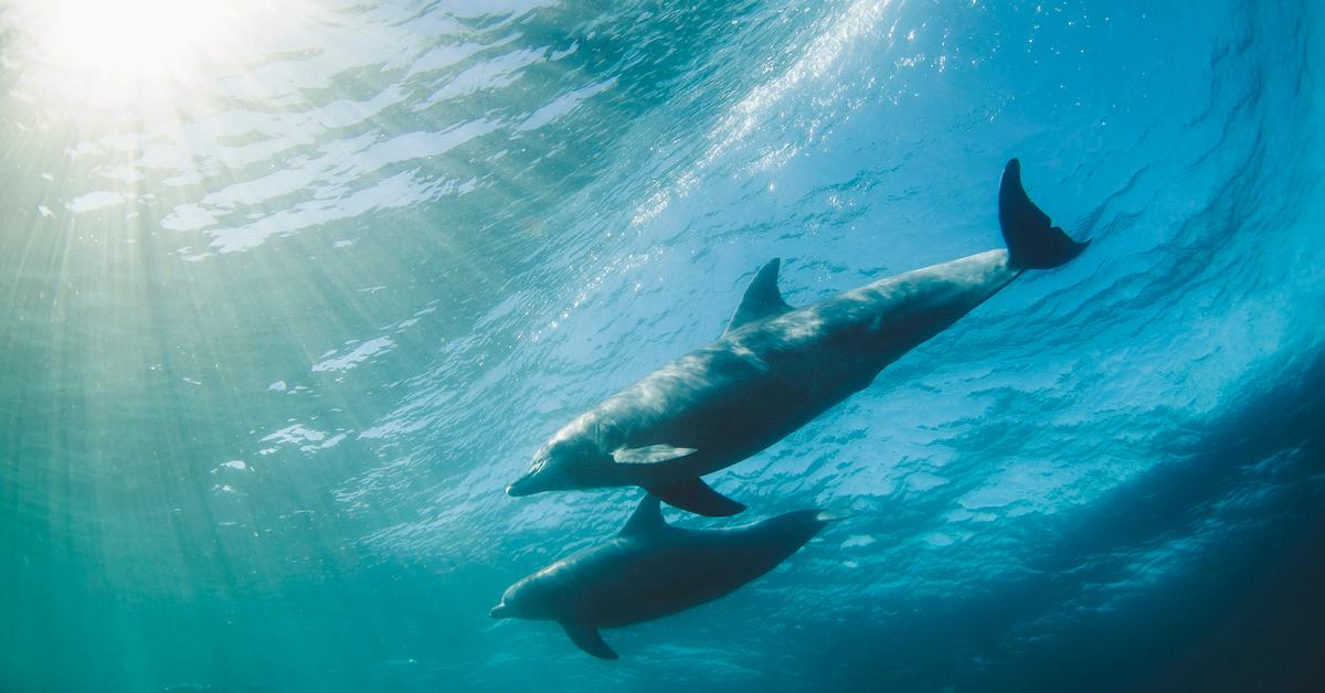 Hundreds of Dolphins Corpses Are Washing Up on French Beaches