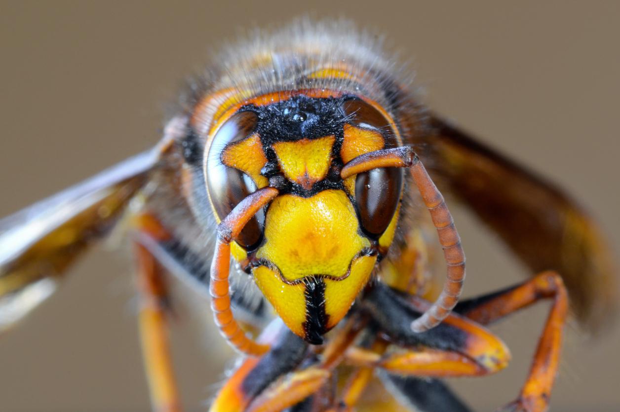 Everyone’s Asking: How Did Murder Hornets Get to the U.S.? Find Out