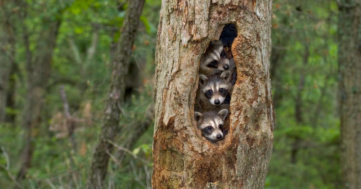 The Spiritual Meaning of Seeing a Raccoon in Your Life