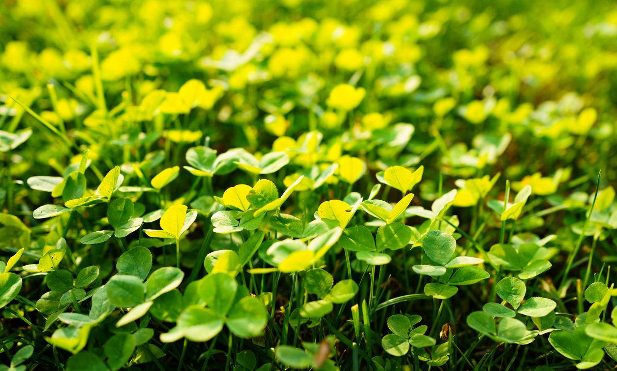 Clover Lawn Benefits: Beautiful, Eco-Friendly, and Easy