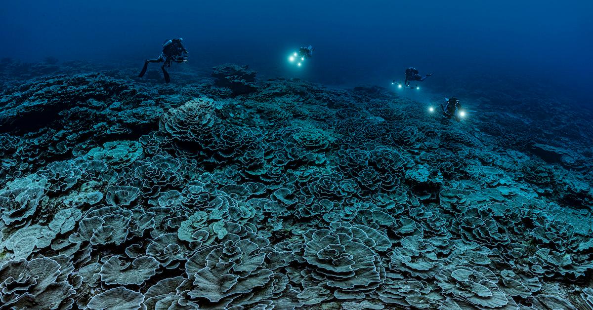 New Coral Reef in Tahiti Provides Hope for Future Discoveries