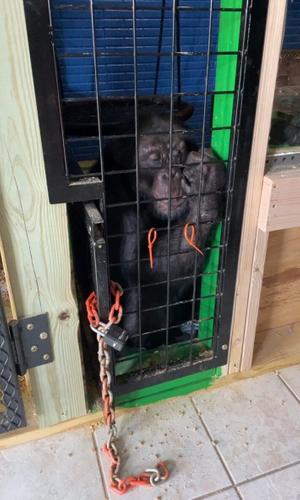 Tonka the Chimpanzee Rescued and Brought to Sanctuary