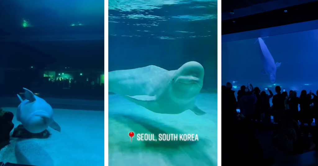 “Free Bella” Is Fighting To Free a Beluga Whale From a Seoul Mall