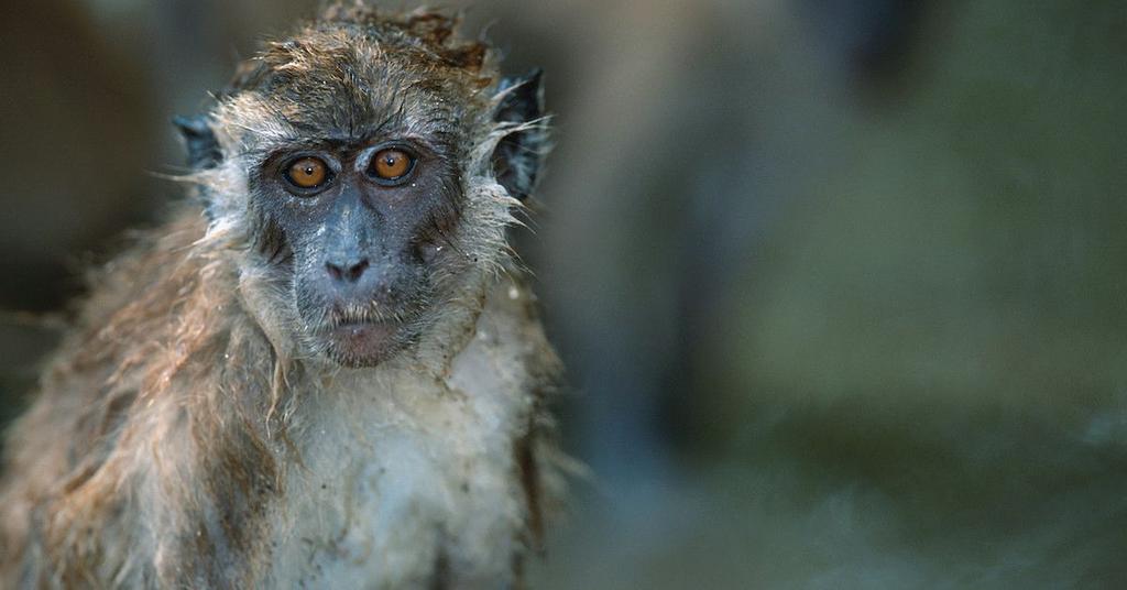 Those Involved in Monkey Smuggling Ring Indicted by Department of Justice