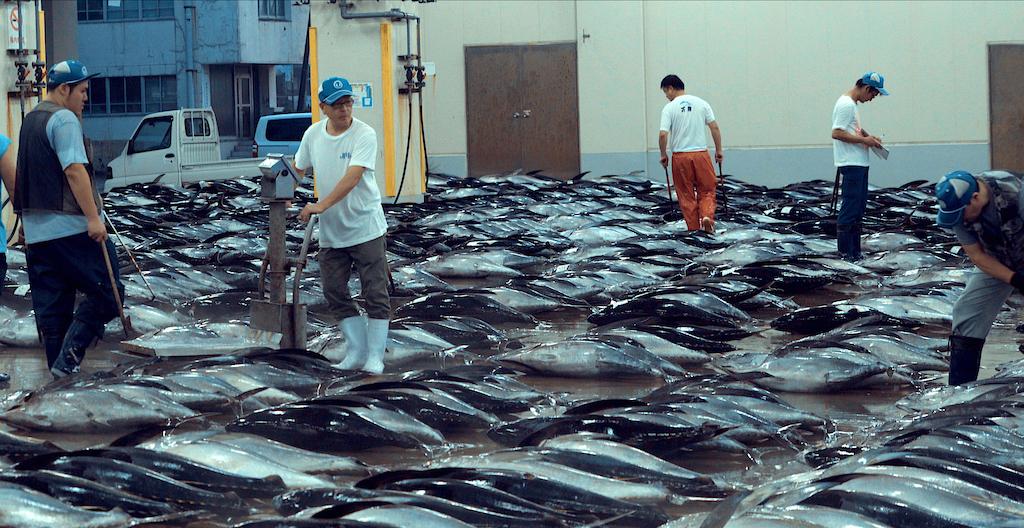 ‘Seaspiracy’ Facts From Netflix's Fishing Industry Documentary