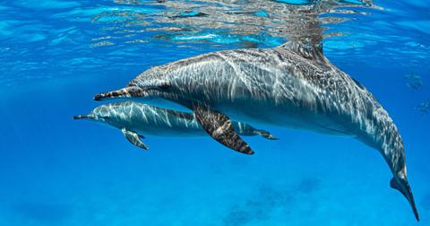 Microplastics Were Found in Dolphins — Details Here