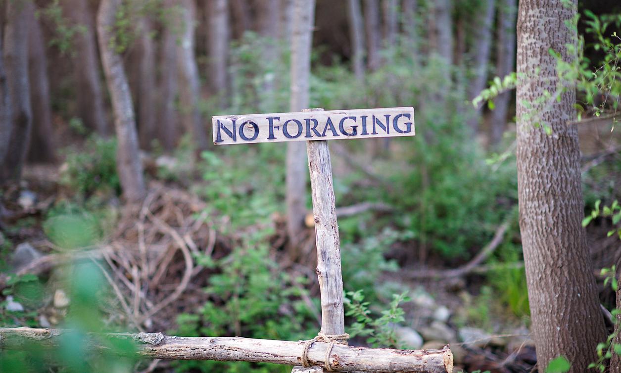 What Is Mushroom Foraging? A Guide for Beginners