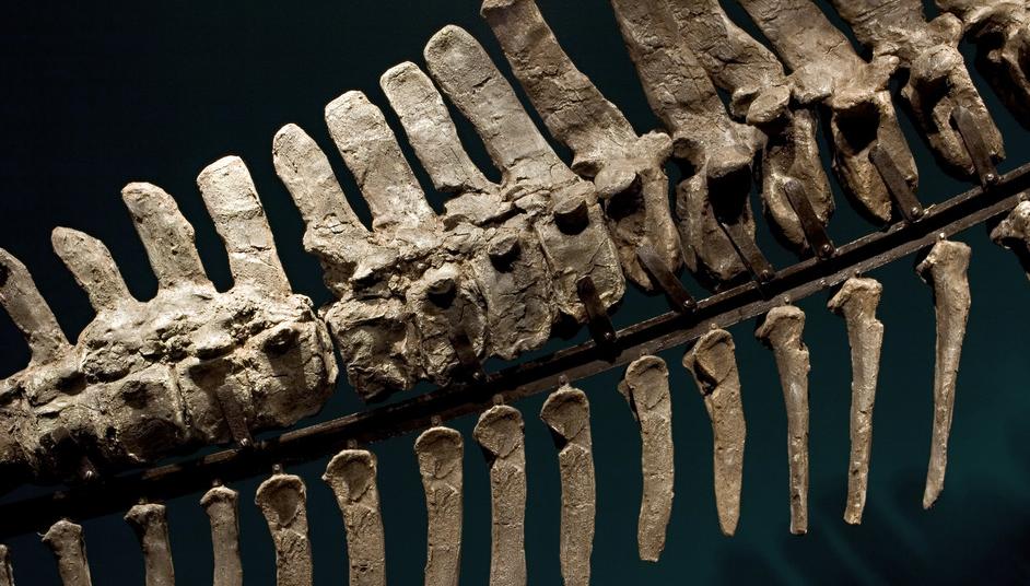 The Dinosaur Bones in Museums May Not Always Be Original