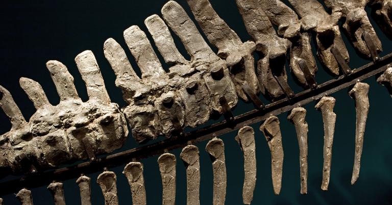 The Dinosaur Bones in Museums May Not Always Be Original