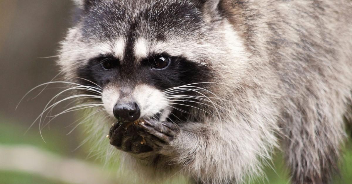 Raccoon Spotted Hanging From the Ceiling at LaGuardia Airport