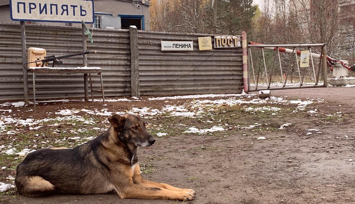 Chernobyl's Dogs Were Abandoned to Die, But What They Taught Us About ...