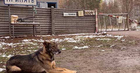 Chernobyl's Dogs Were Abandoned to Die, But What They Taught Us About ...