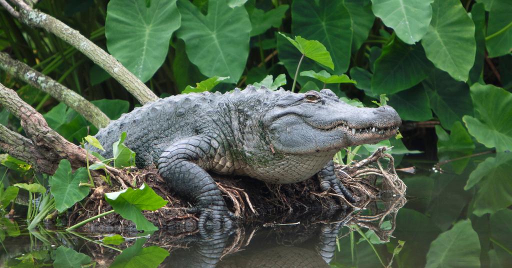 Are There Alligators in Virginia or Arkansas? What to Know