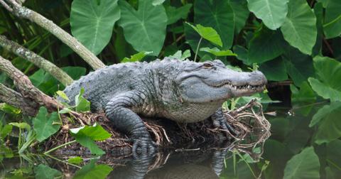 Are There Alligators in Virginia or Arkansas? What to Know