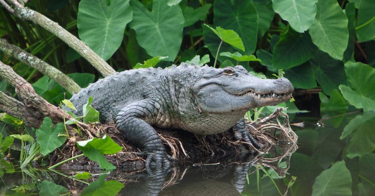 Are There Alligators in Virginia or Arkansas? What to Know