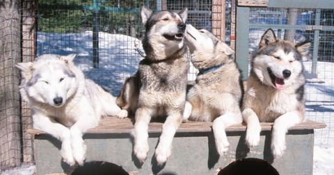 The Worst Shedding Dog Breeds, From Akitas to Chow Chows