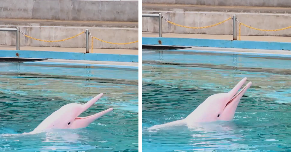 Why Are Pink Dolphins Pink? Exploring This Rare Phenomenon