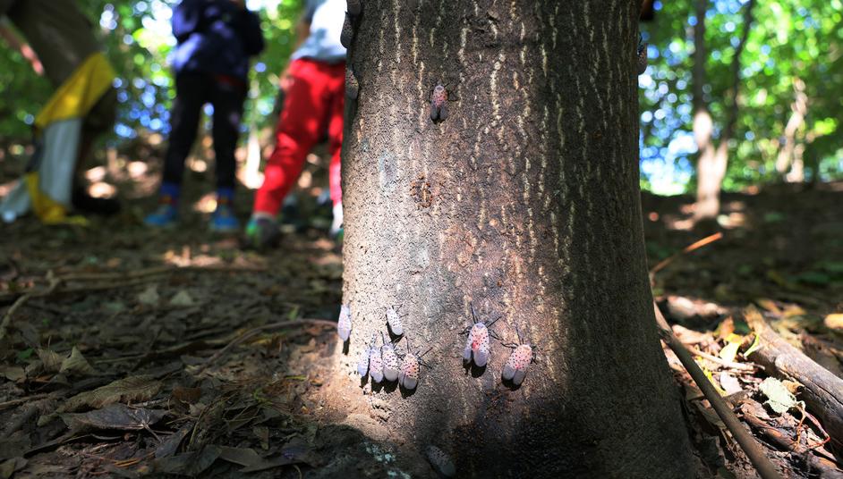 Why Are Invasive Species Dangerous to the Environment?