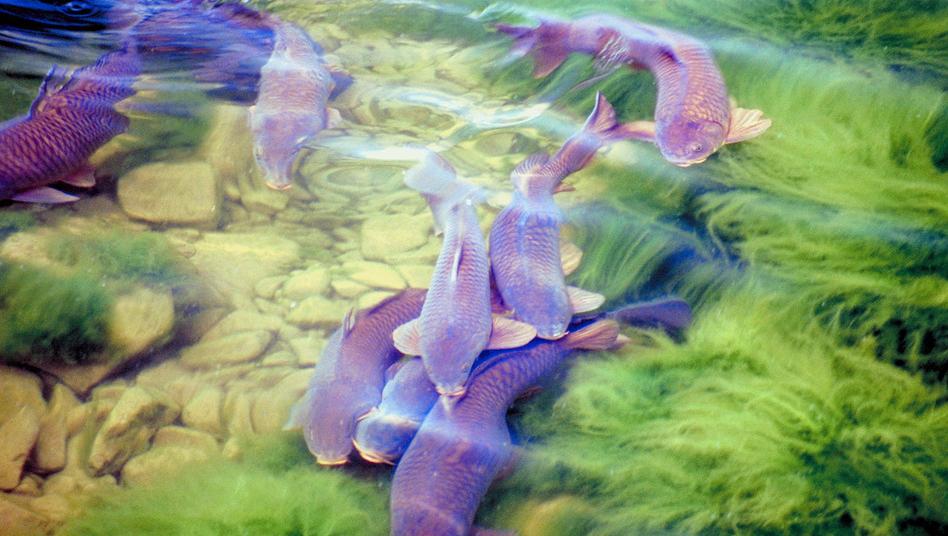 Invasive Fish Species That You Should Know About