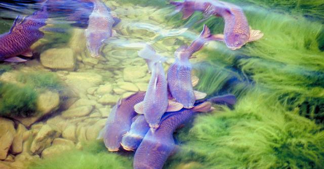 Invasive Fish Species That You Should Know About