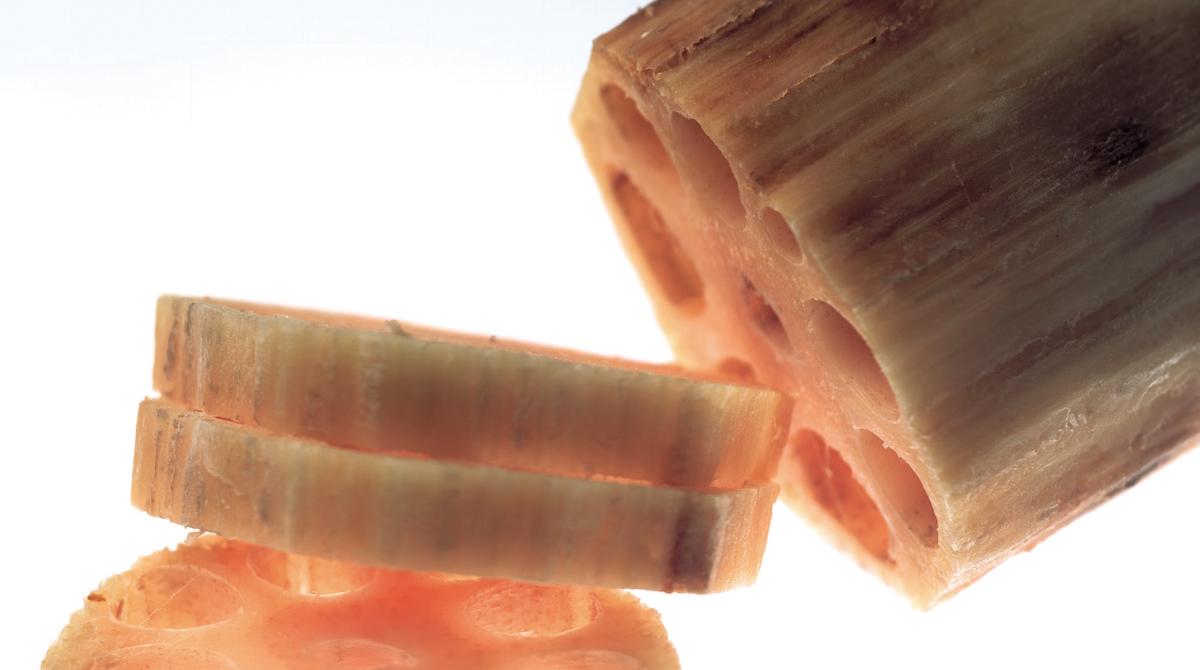 How to Grow and Harvest Luffa Sponges at Home