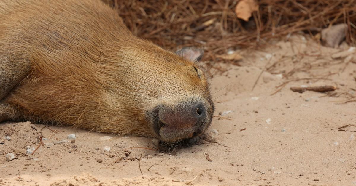 Do South American Native Capybaras Make Good Pets?