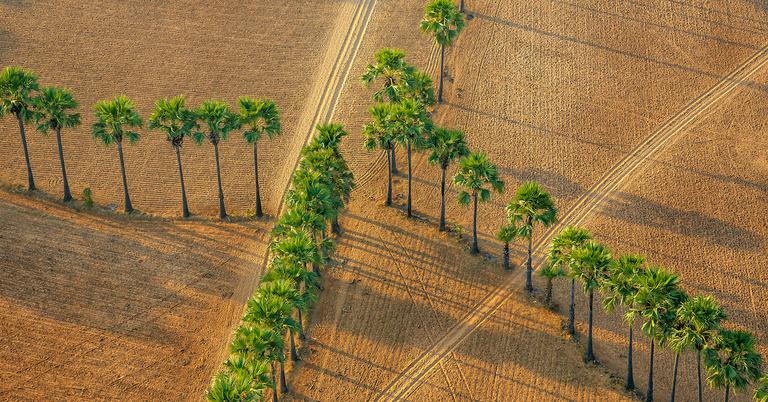 What Is Alley Cropping? Behind the Sustainable Farming Method