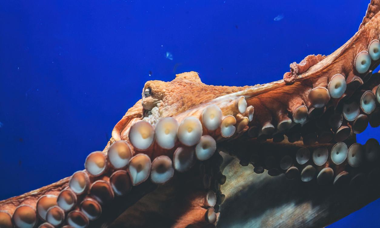 What Does an Octopus Beak Look Like?