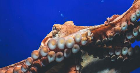 What Does an Octopus Beak Look Like?