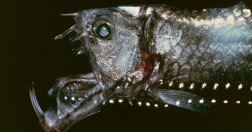 Our Top 10 Picks for Ugly Fish From Around the World
