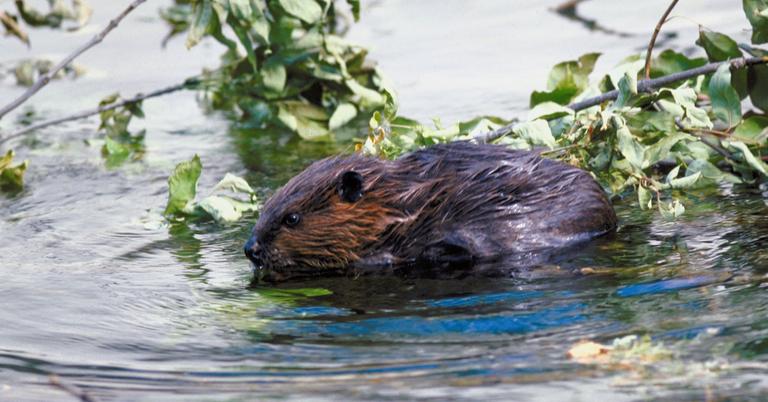 Beavers Help Fight Climate Change by Building Dams That Preserve Water