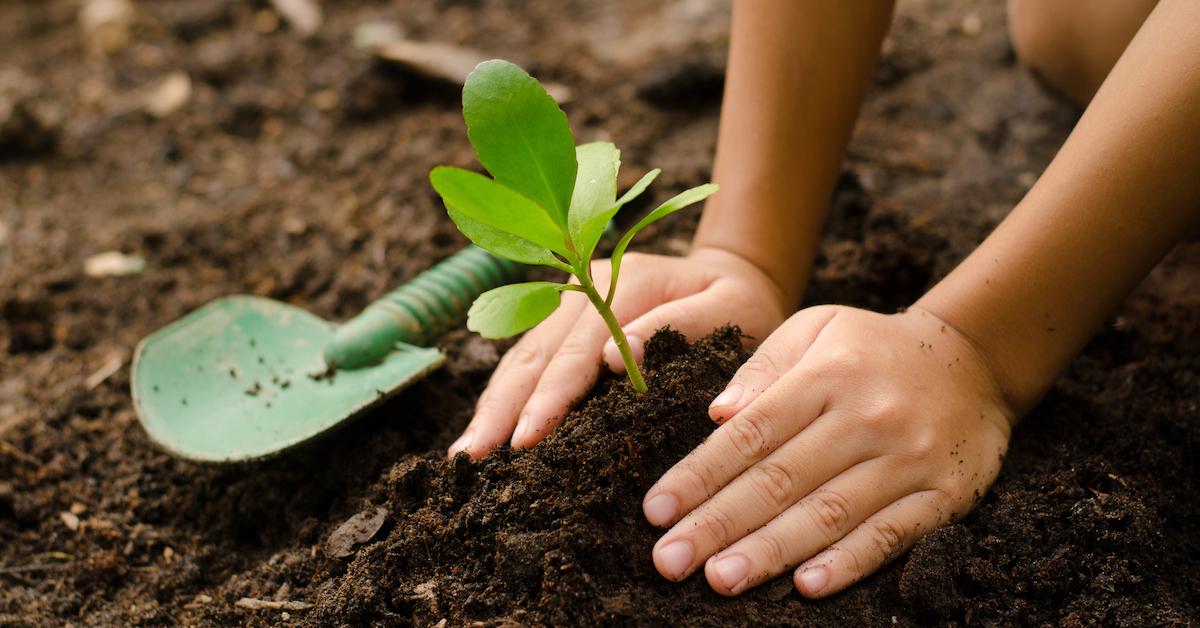 Philippines Law Requires Students To Plant 10 Trees Before Graduating