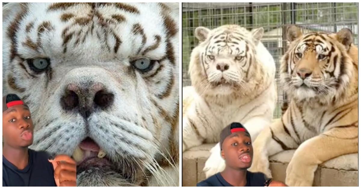 Kenny the Tiger Didn’t Have Down Syndrome