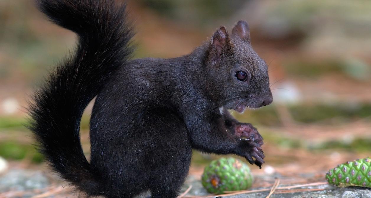 Learn All About the Rare and Unique Black Squirrel