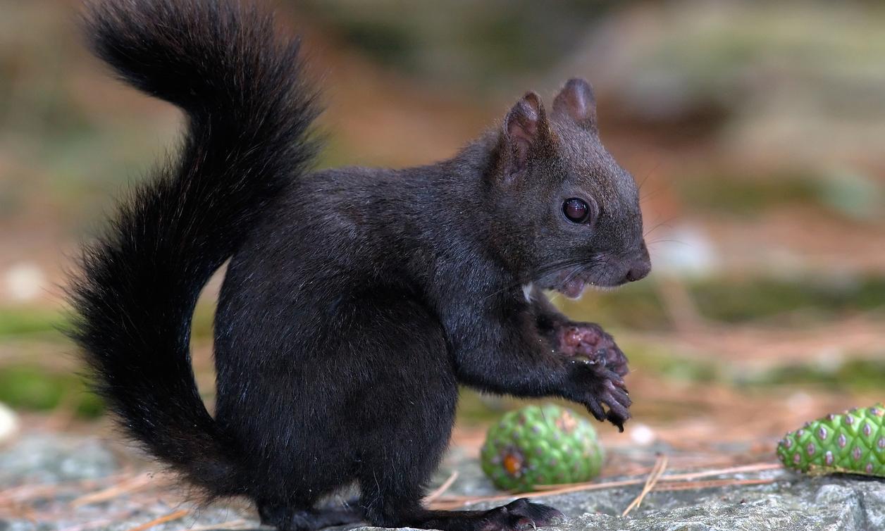 Learn All About the Rare and Unique Black Squirrel